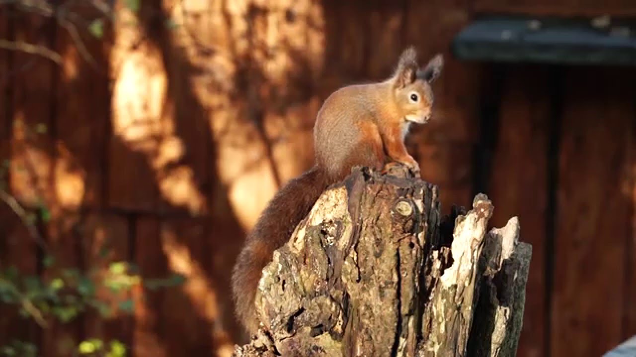 Male Red Squirrel at Alverstone Mead - YouTube