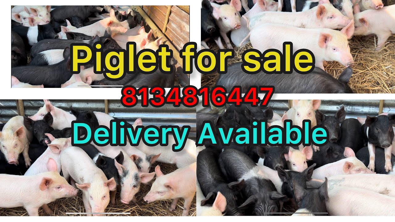 Piglet For sale / All assam , Nagaland, Arunachal Delivery Available ...