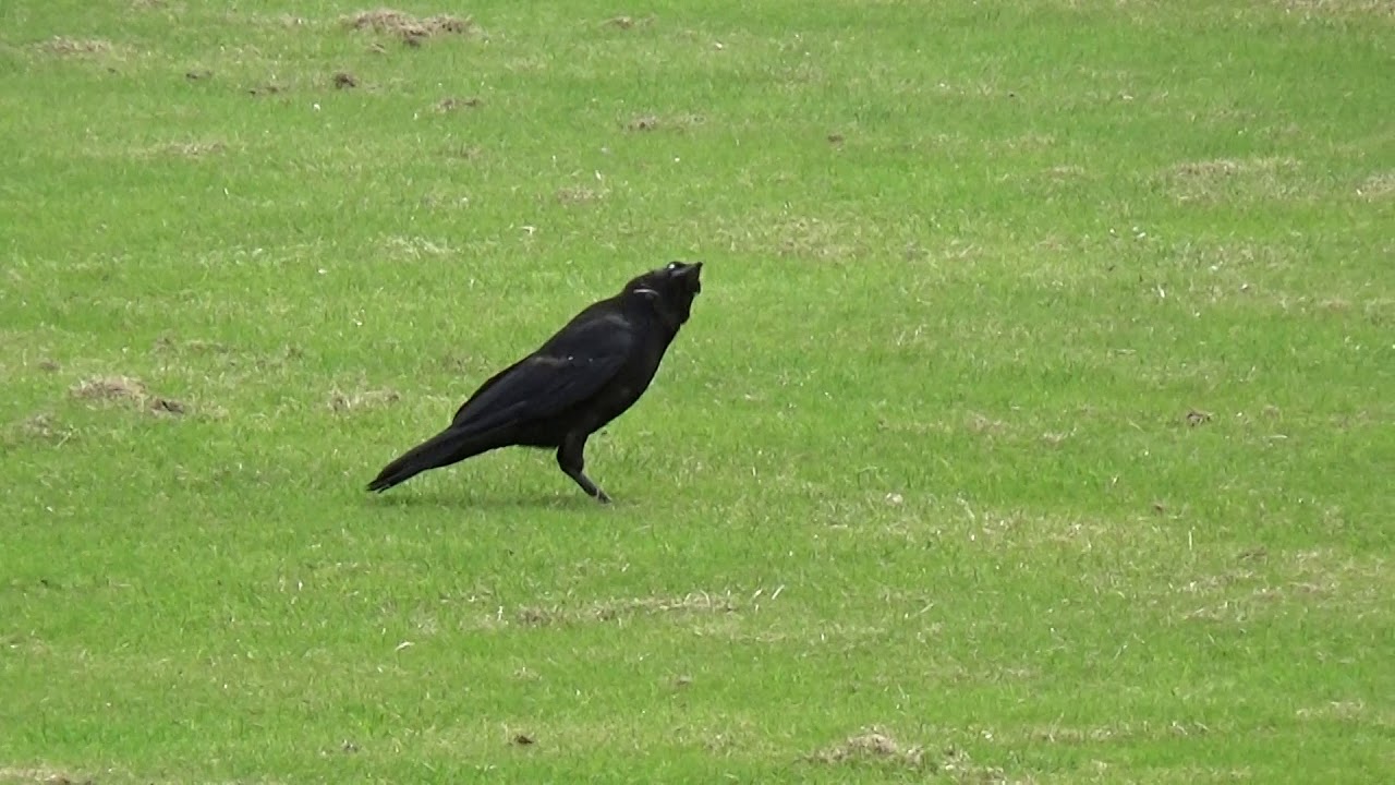 Crow UK Wildlife - YouTube