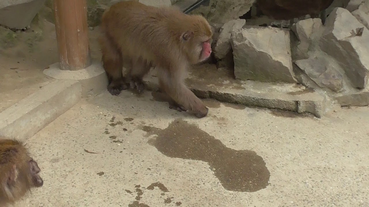 Awaji Island Monkey Center 6 2020d - YouTube