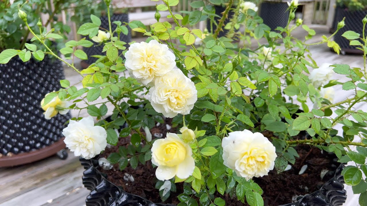 The Country Parson - 1st Year - 2nd Flush - YouTube