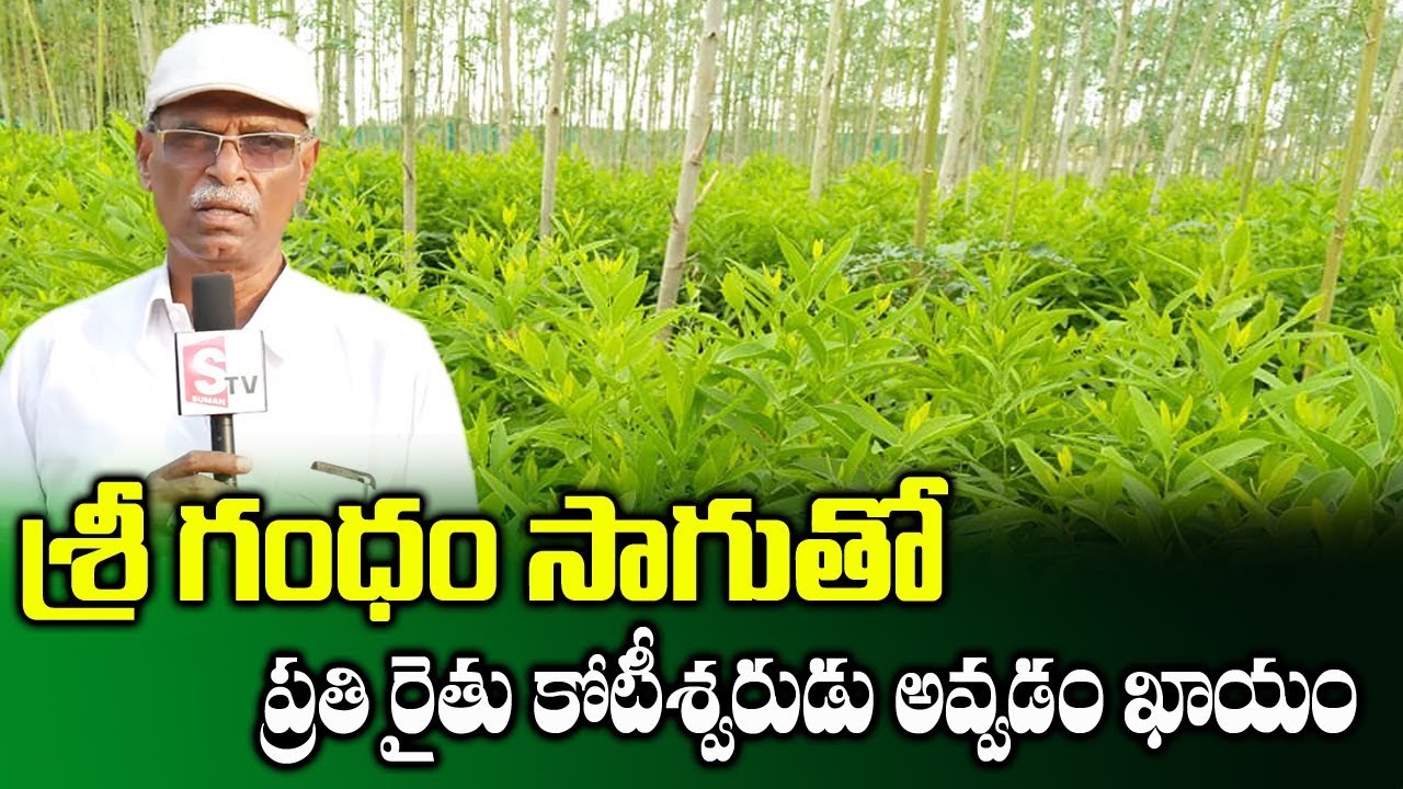 Sri Gandham Trees Cultivation || How to Grow a Sri Gandham Tree ...