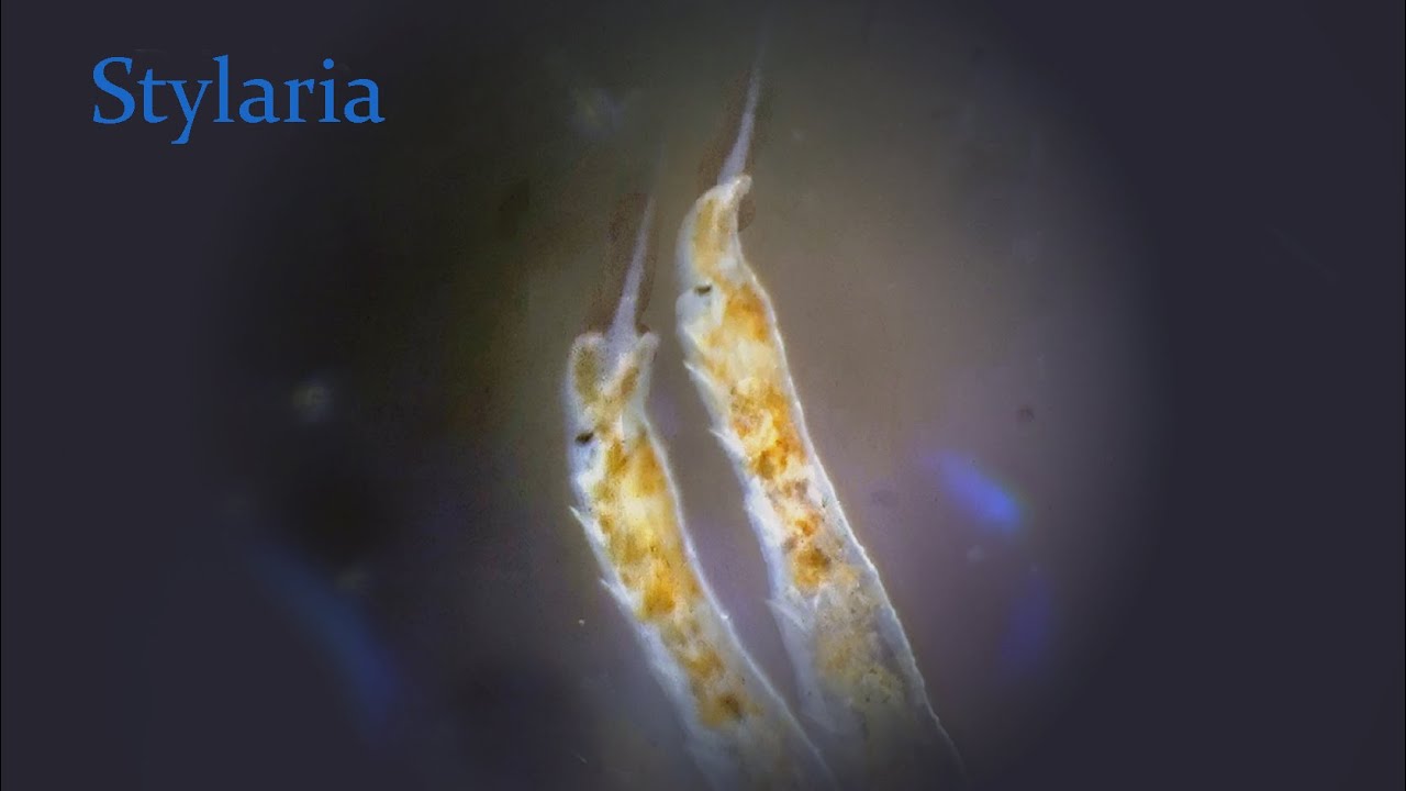 Stylaria episcopic - YouTube