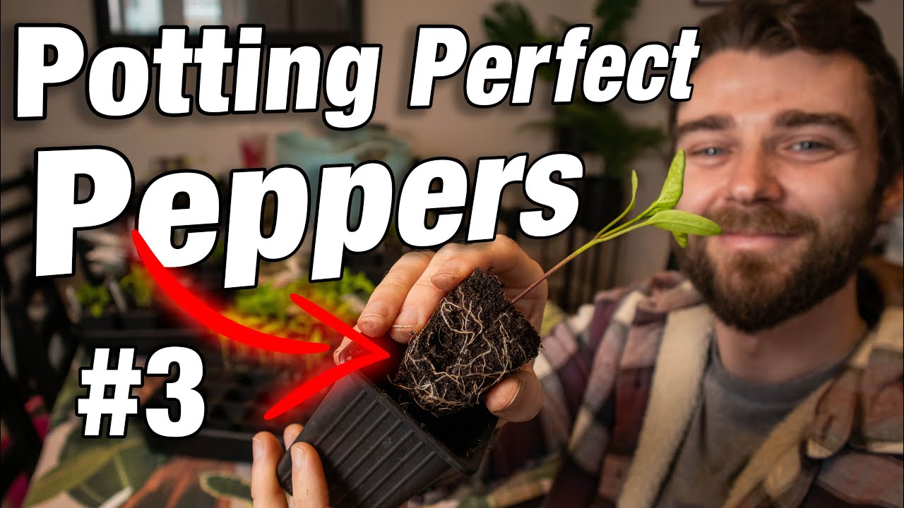Master Growing Chilli Peppers With These Methods: Pot Size & Potting ...