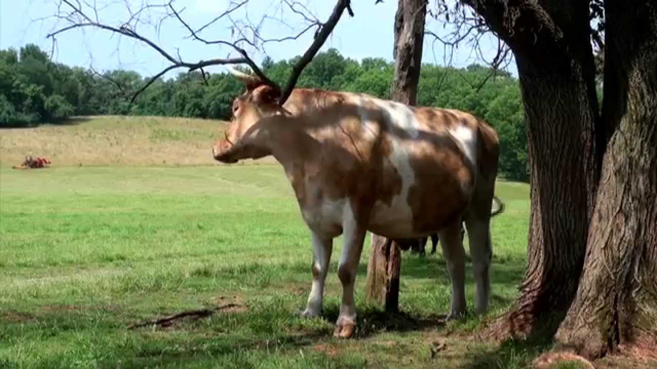 Somos Montgomery #5 Sabías qué? Hay un santuario de animales en MoCo ...