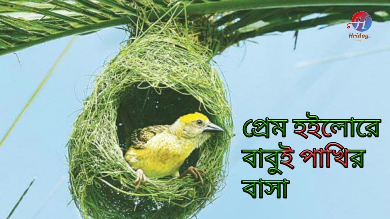 প্রেম হইলো রে বাবুয় পাখির বাসা || Andrew Kishore | Kanak Chapa | Prem ...
