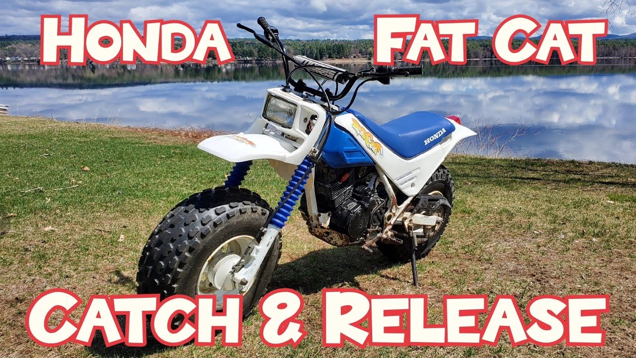 Honda Fat Cat - Catch & Release! Fix, Swap, Clean, Flip! - YouTube