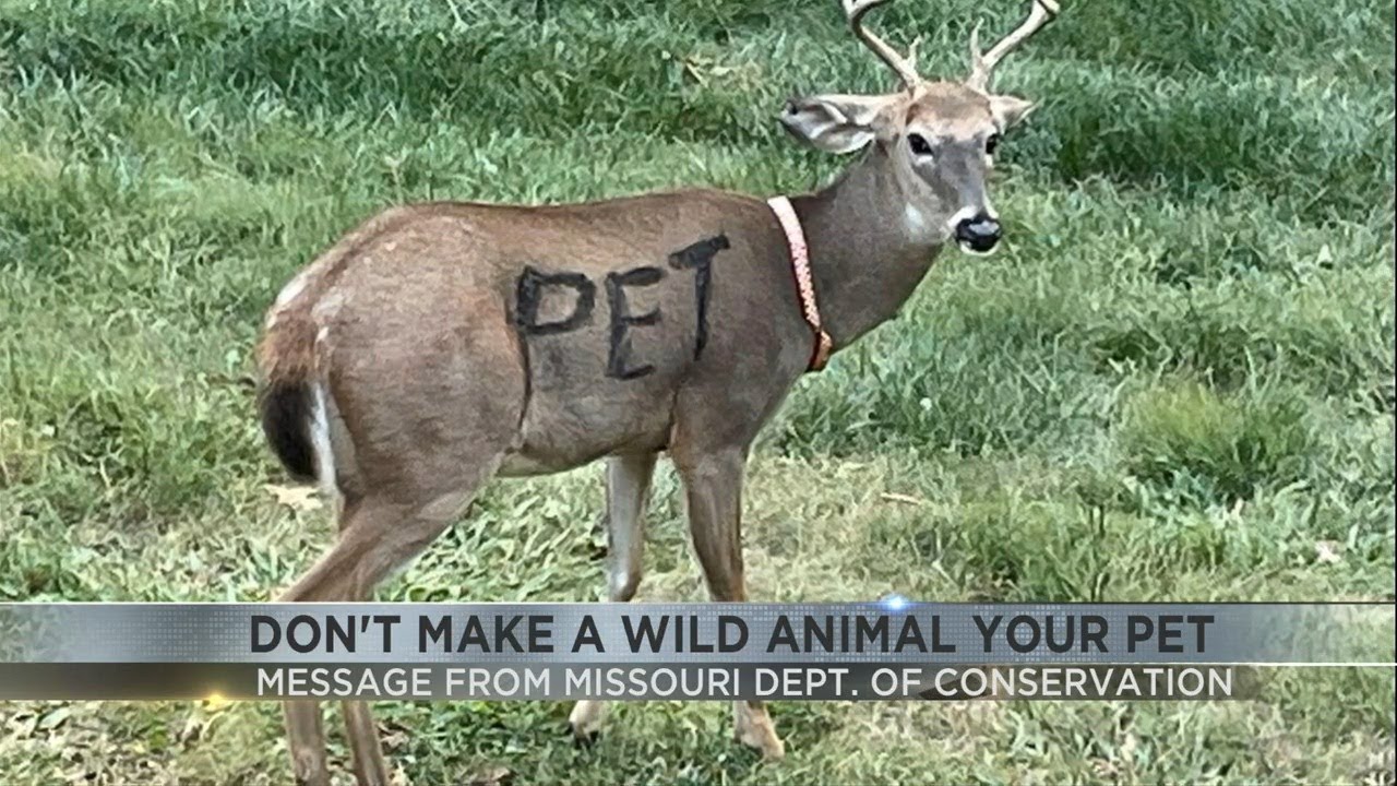 Missouri Department of Conservation warns about making wild animals as ...