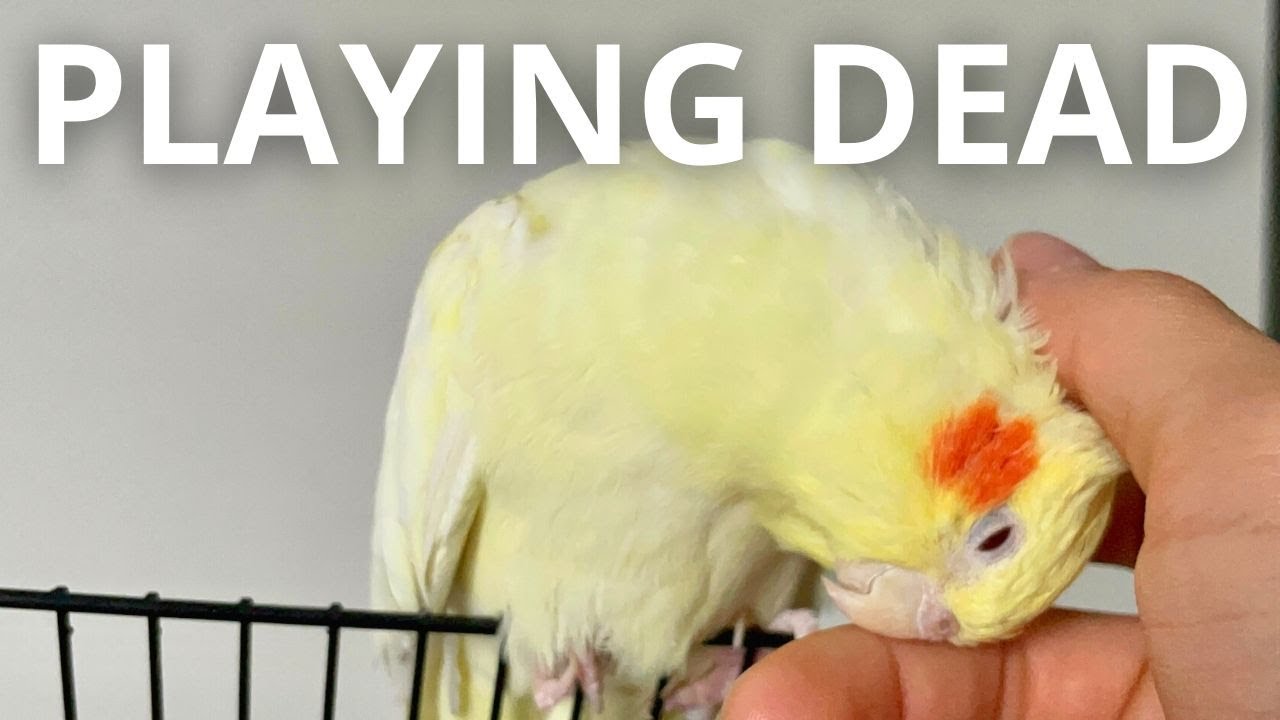 Playing Dead With My Female Cockatiel To See Her Reaction - YouTube