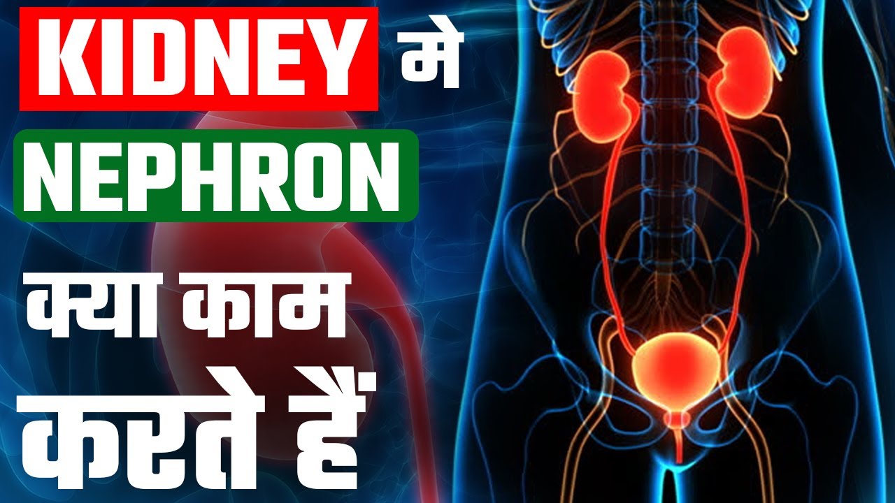 नेफ्रॉन क्या हैं | What are Nephrons in Hindi | Nephron structure and ...