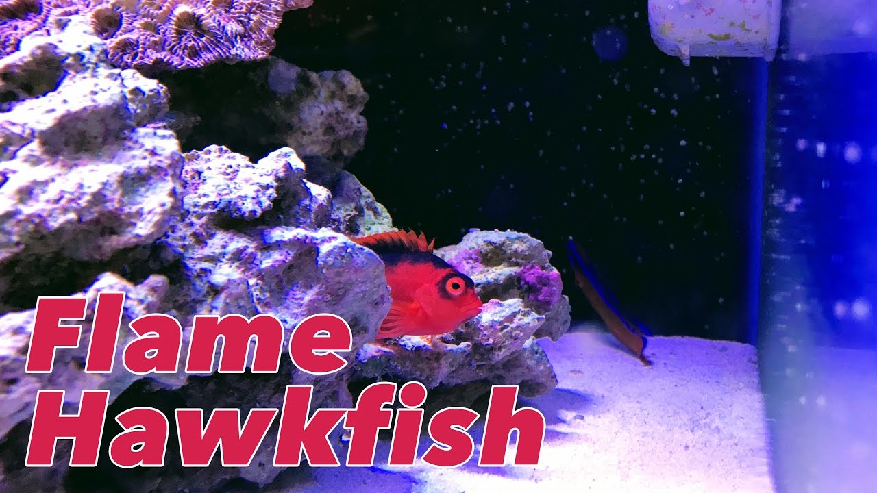 Picking up a Flame Hawkfish from The Shark Reef - YouTube
