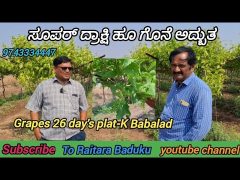ಸೂಪರ್ ದ್ರಾಕ್ಷಿ ಹೂ ಗೊನೆ ಅದ್ಬುತ/Grapes 26 day's plat-K Babalad - YouTube