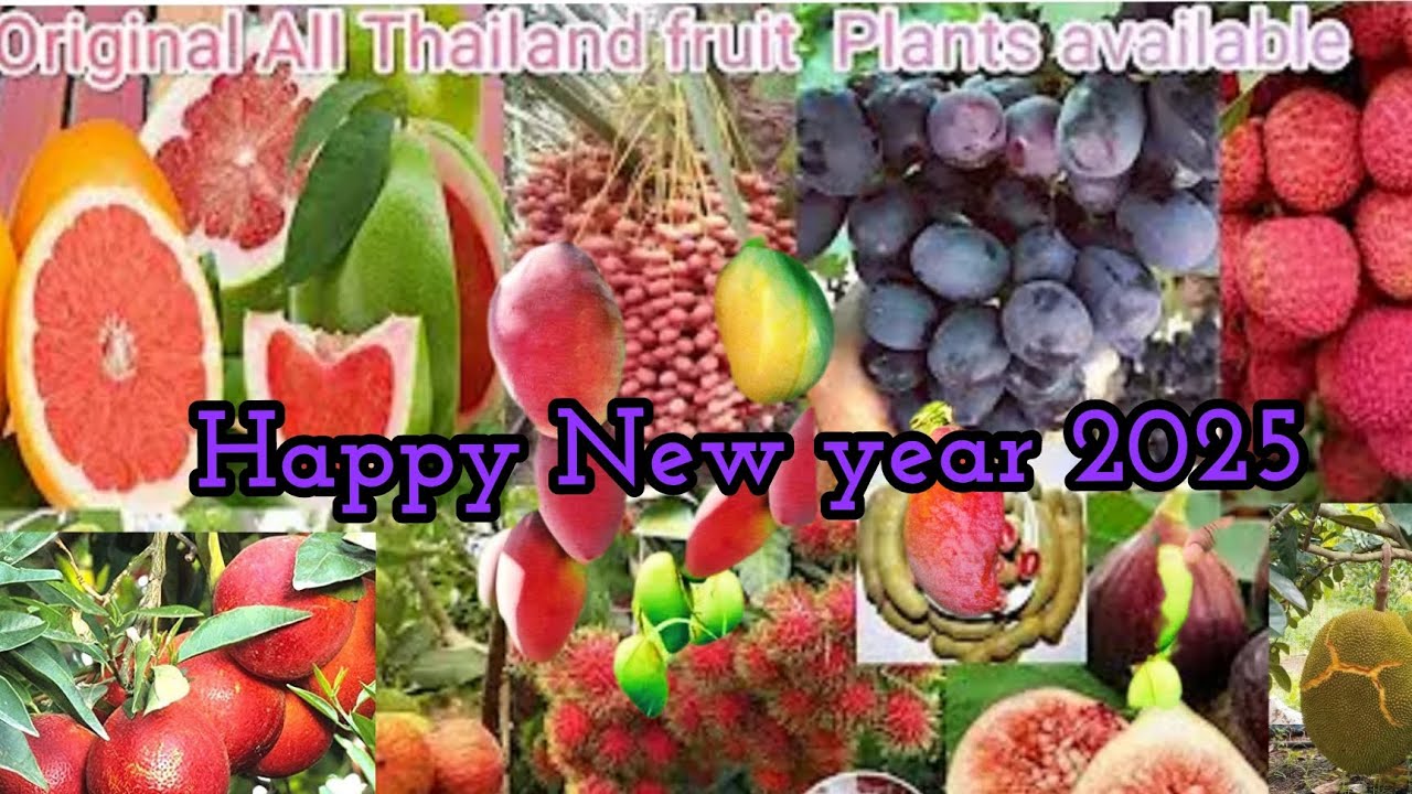 Thailand all furit plant 4+ veritas plant ki upper video 2025 ki Top ...