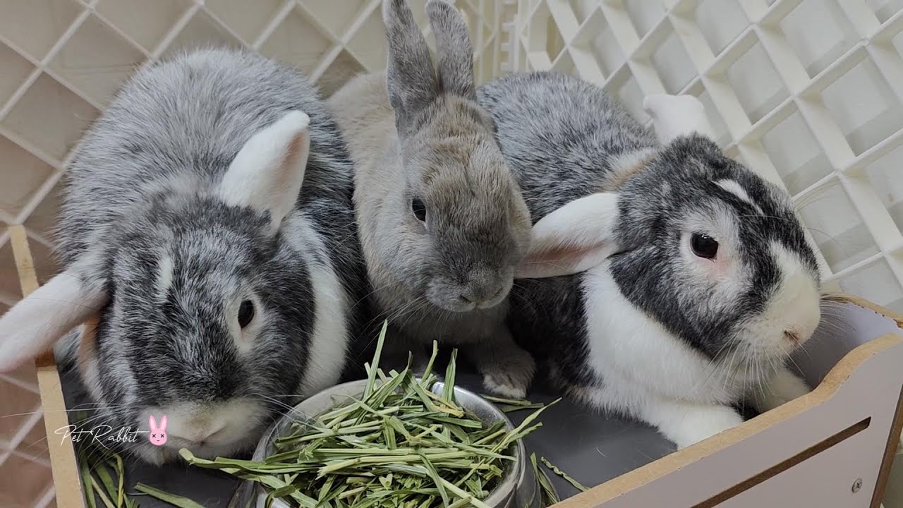 Funny and Cute Bunny Rabbits Compilation Video 22 | Bunny Cute Moments ...