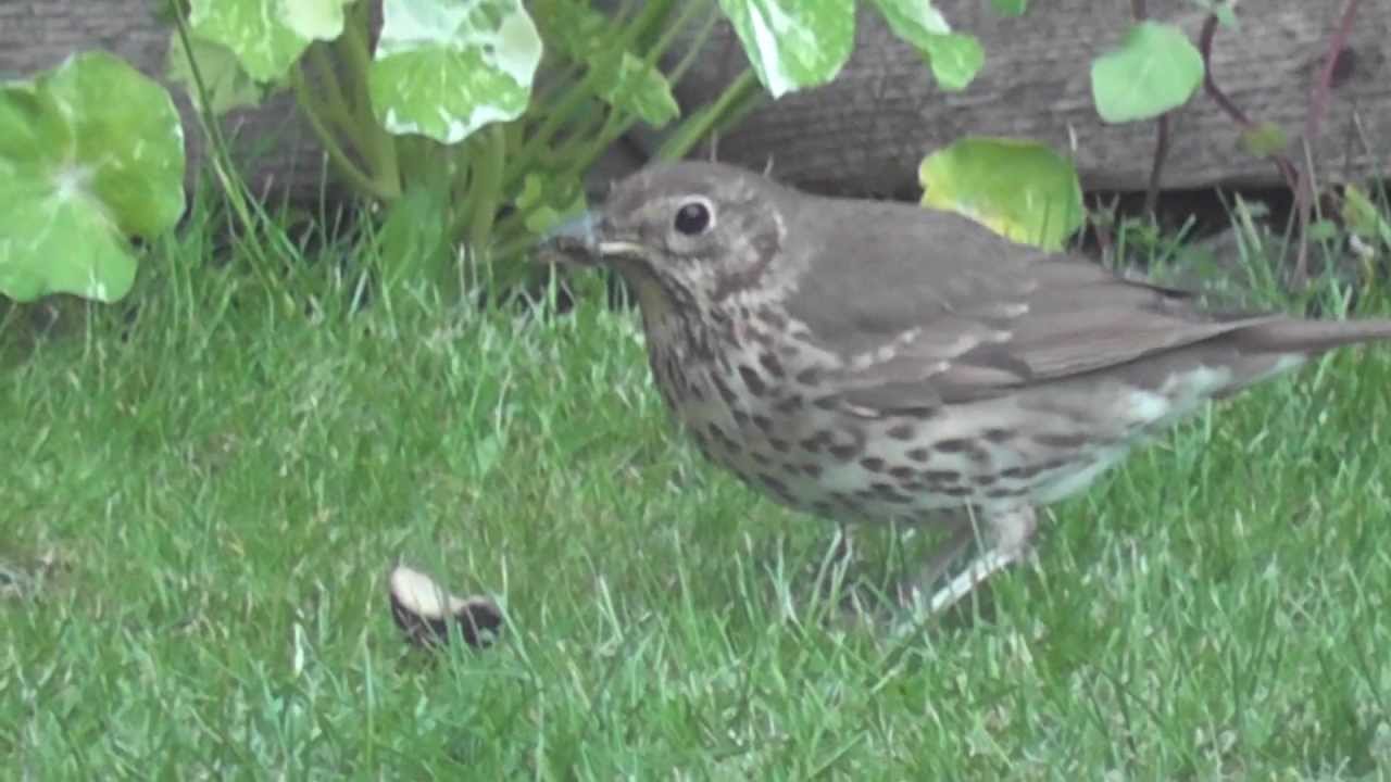Song thrush eating big slug - YouTube