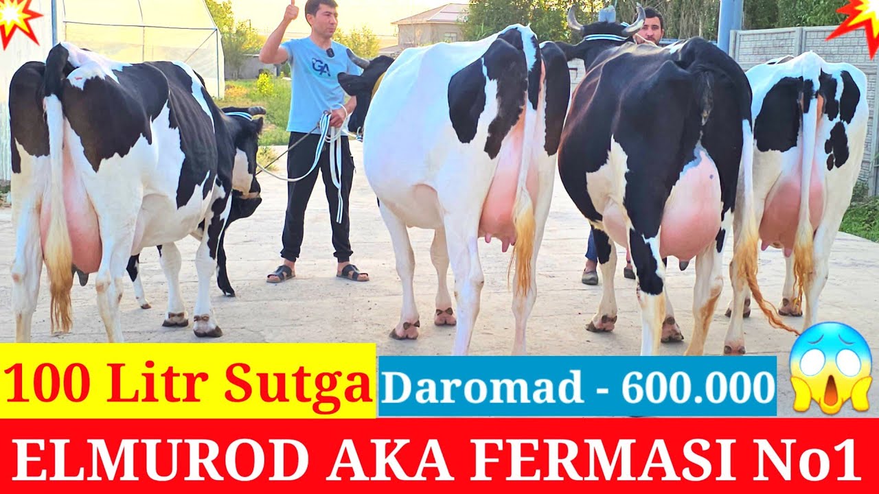 ELMUROD AKA. RASISKIY SIGIR GIGANTLARI SOTILADI. ☎️958880555 ☎ ...