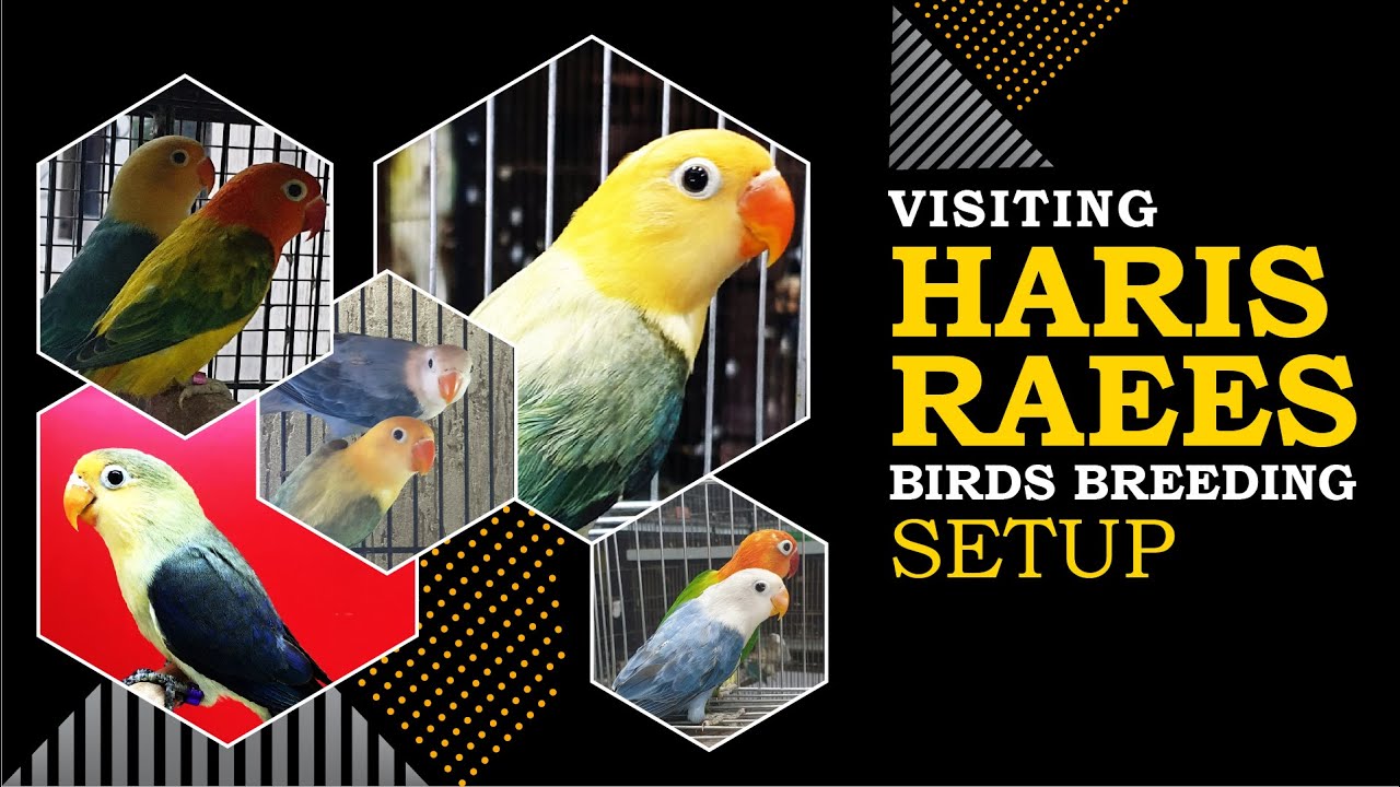 Visiting Haris Raees Birds Breeding Setup, Pale Fallow, Opaline ...