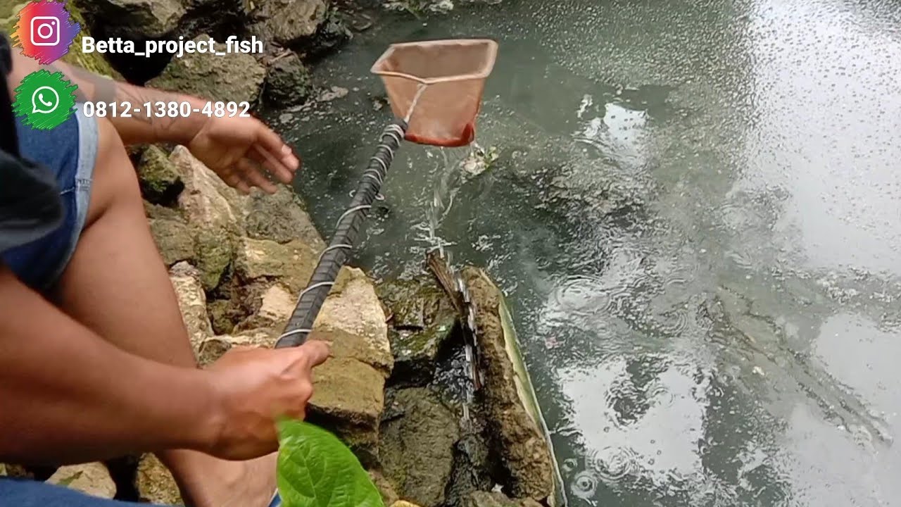 Comberan Kutu air - YouTube