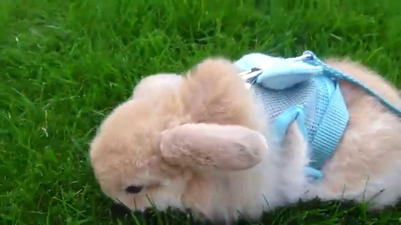 Miniature Lop Eared Bunny Qq Summer Day Out 1 Youtube