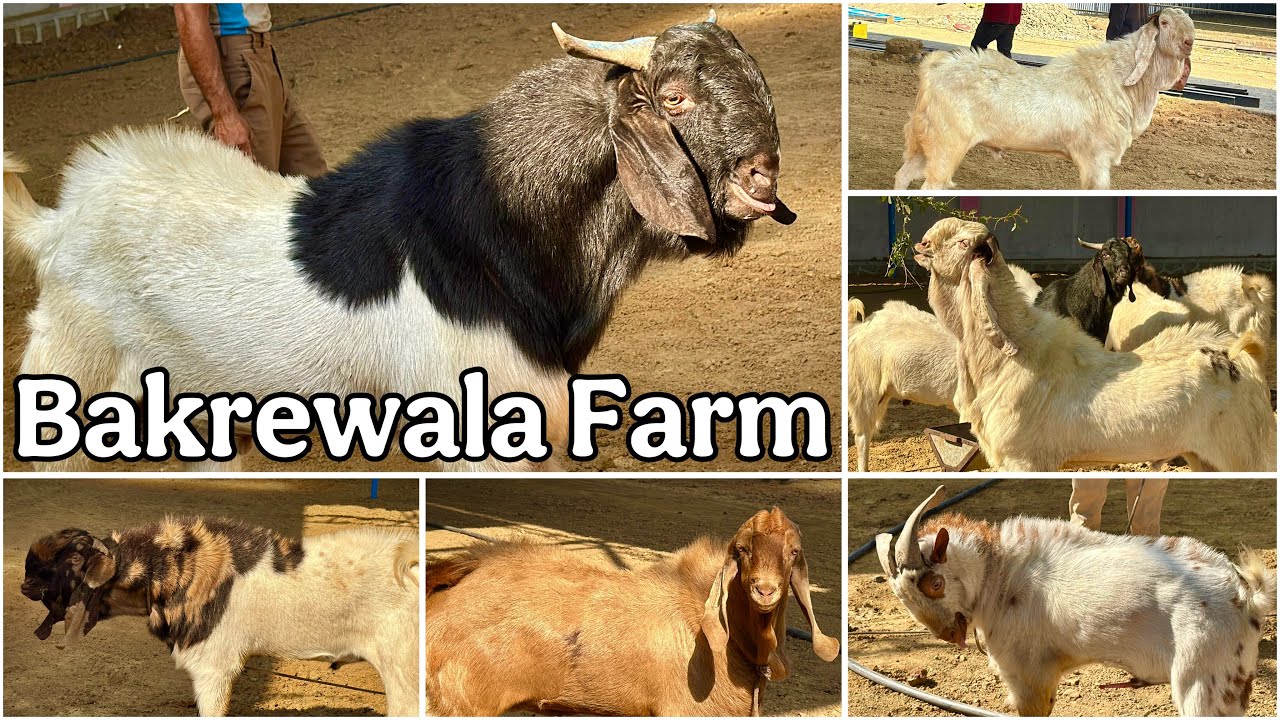 Bakrewala Goat Farm (Padgha) Ke Andul Bakre Sahi Daam Mein - YouTube