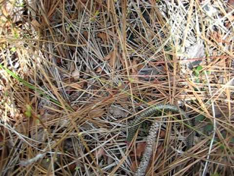 Glass Lizard Tail - YouTube