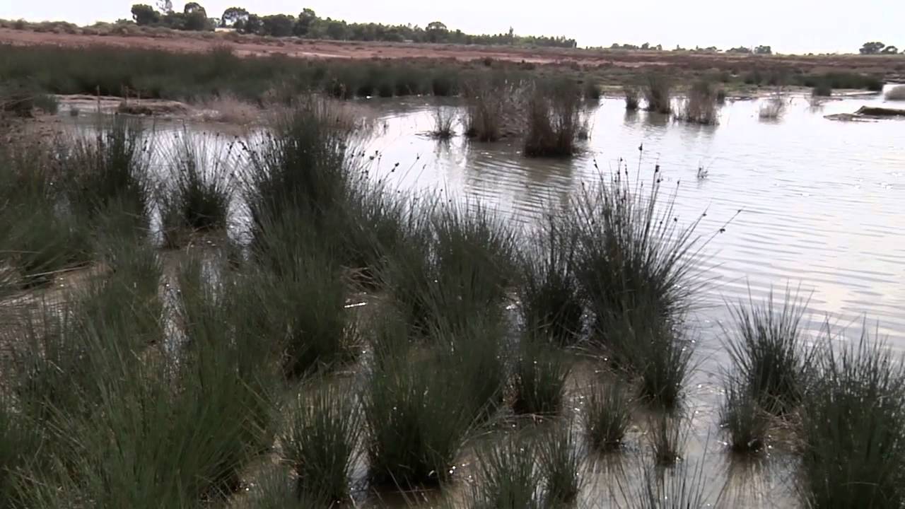 Saving the Murray hardyhead - YouTube