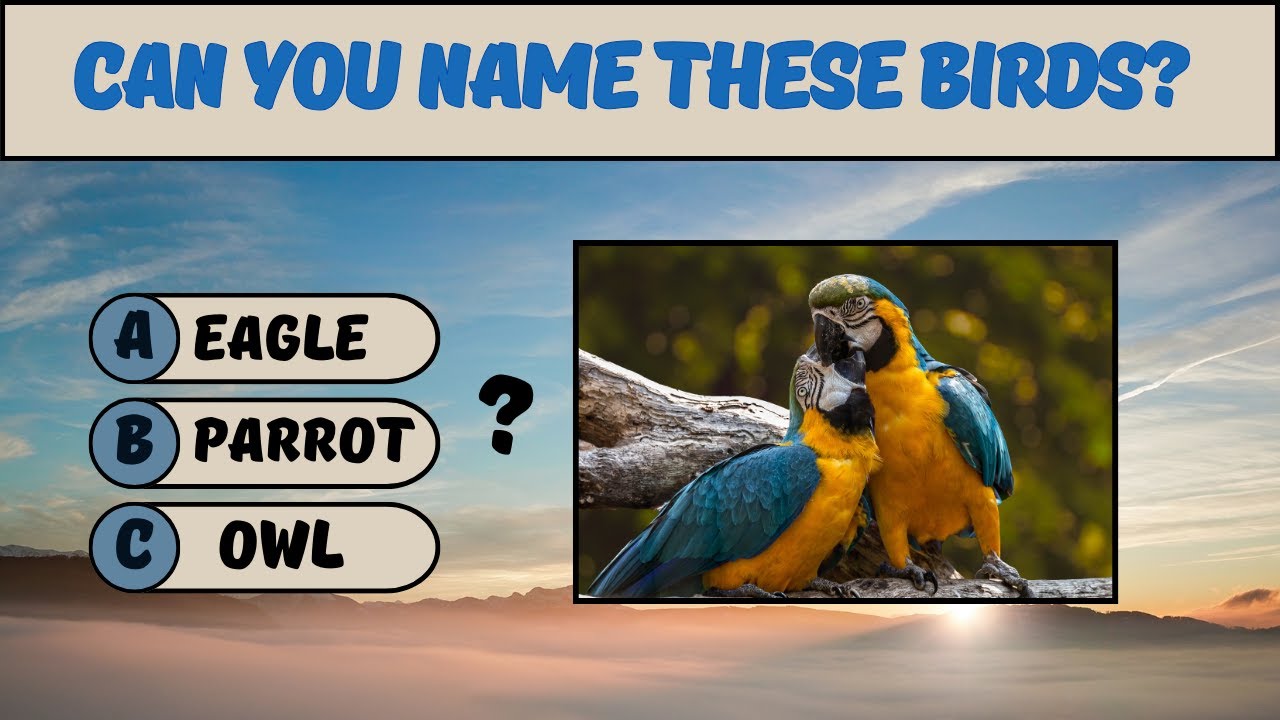 Guess The BIRD! | Name the Bird | Bird Quiz - YouTube