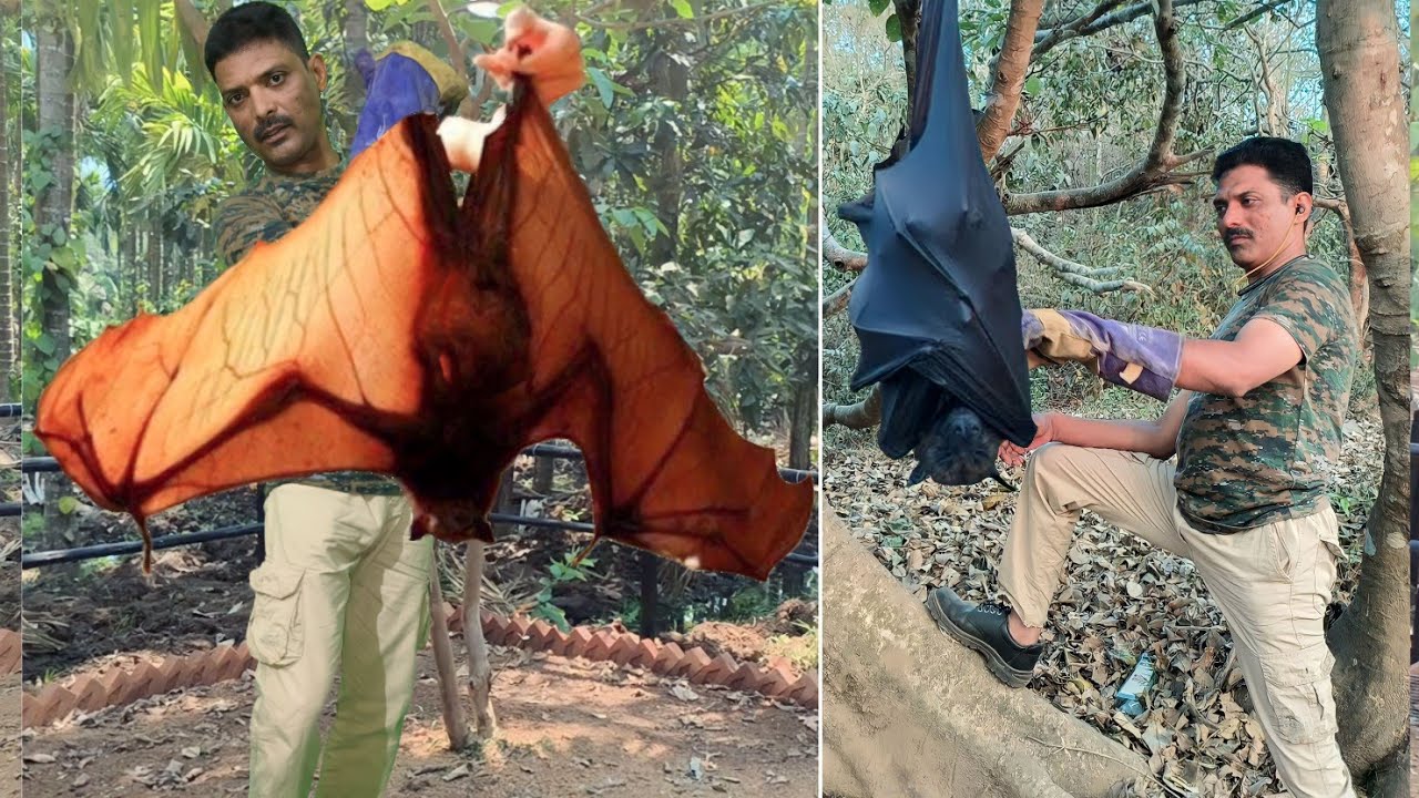 flying fox ऐसा प्राणी मैंने पकड़ा लोग कहते हैं जिसकी शैतान सवारी करता ...