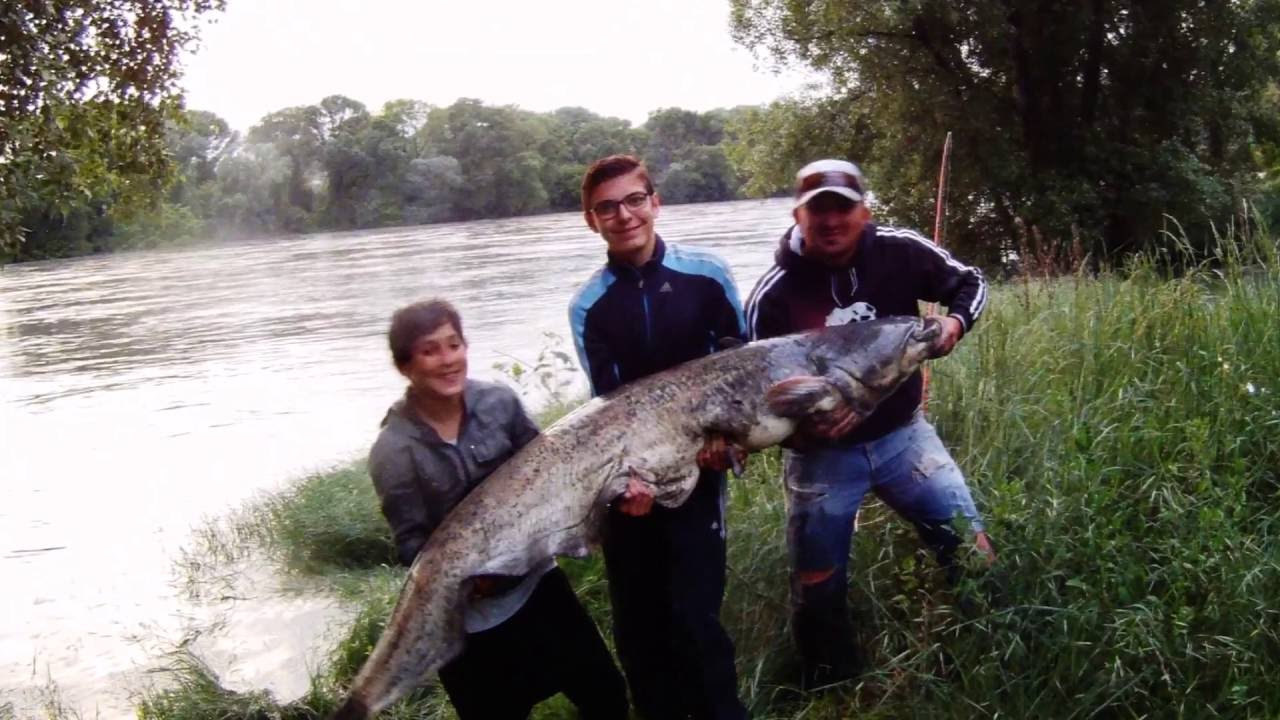 SILURE Au Leurre Du Bord Dans LE Rhône En Crue big monster catfish to ...