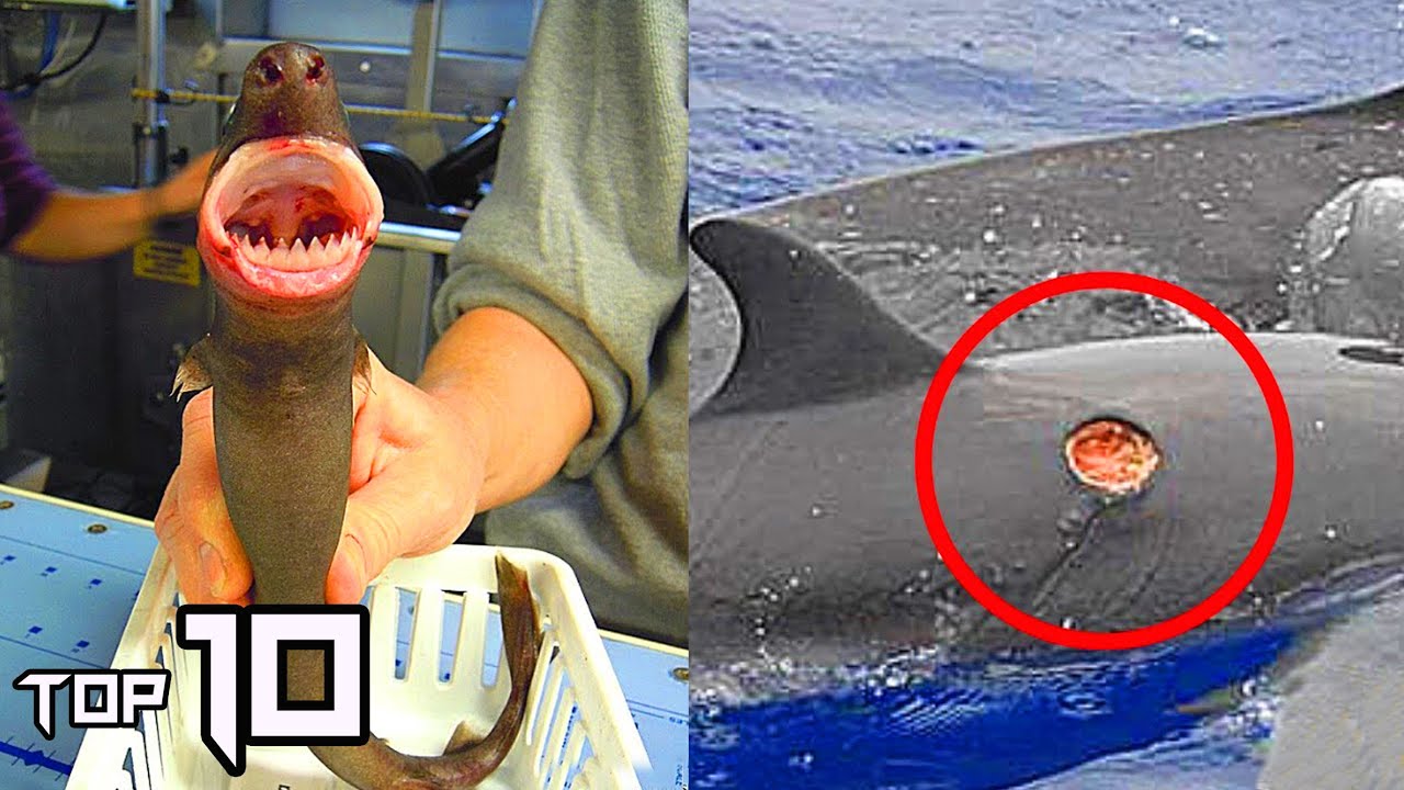 10 Most DANGEROUS Shark Species In The World | Things Around - YouTube