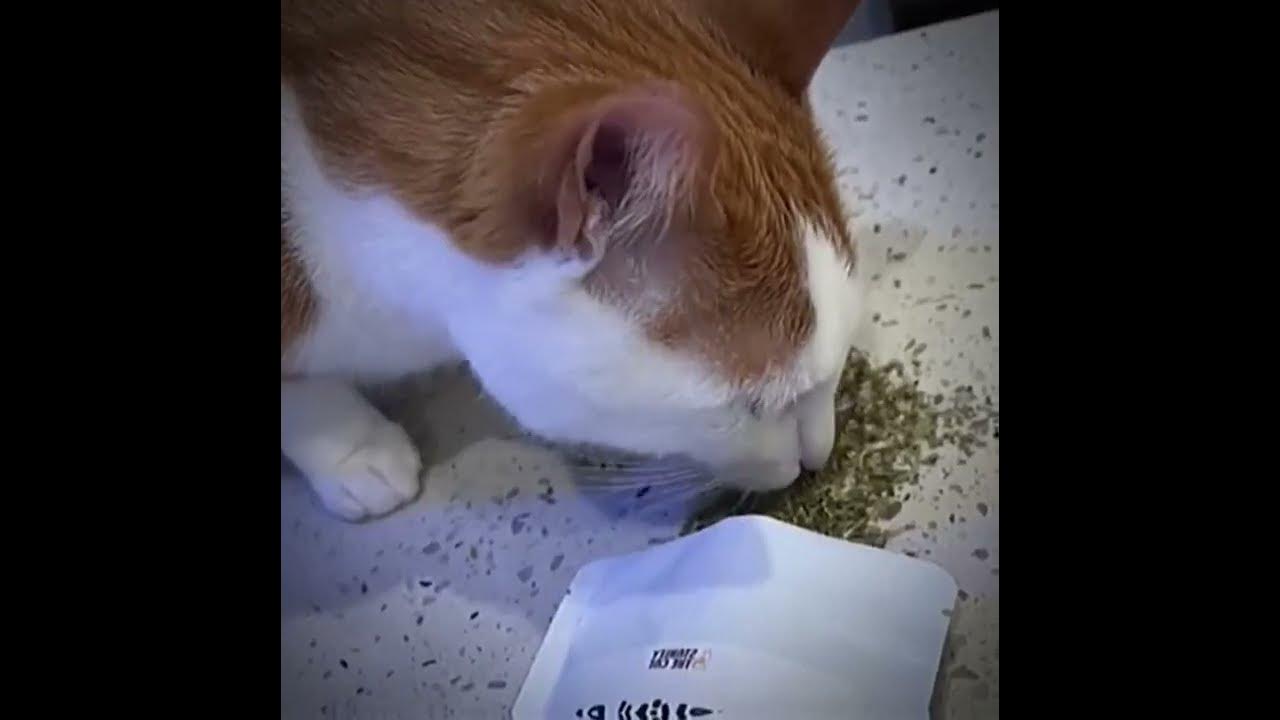 CapCut When your cat gets into the catnip 😹 catsoftiktok catnip funny dance pets _R - YouTube