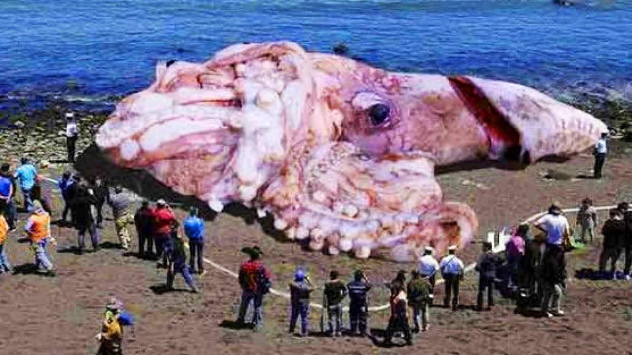 The most abnormal Huge animals that are actually real. - YouTube