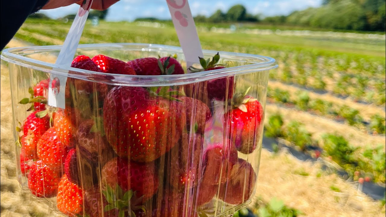 Brocksbushes Farm | Strawberry picking |Day Tour| Pick your own fruit ...