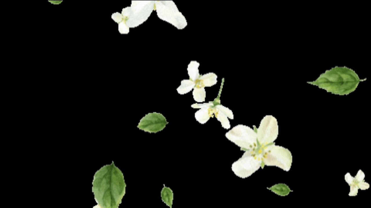 Flower fall black screen video | Black screen flowers falling - YouTube
