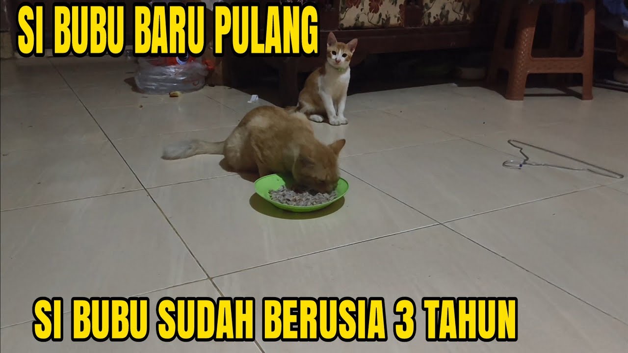 ASTAGHFIRULLAH...KUCING BUBU BARU PULANG LAGI..PULANG HANYA MAKAN LALU ...
