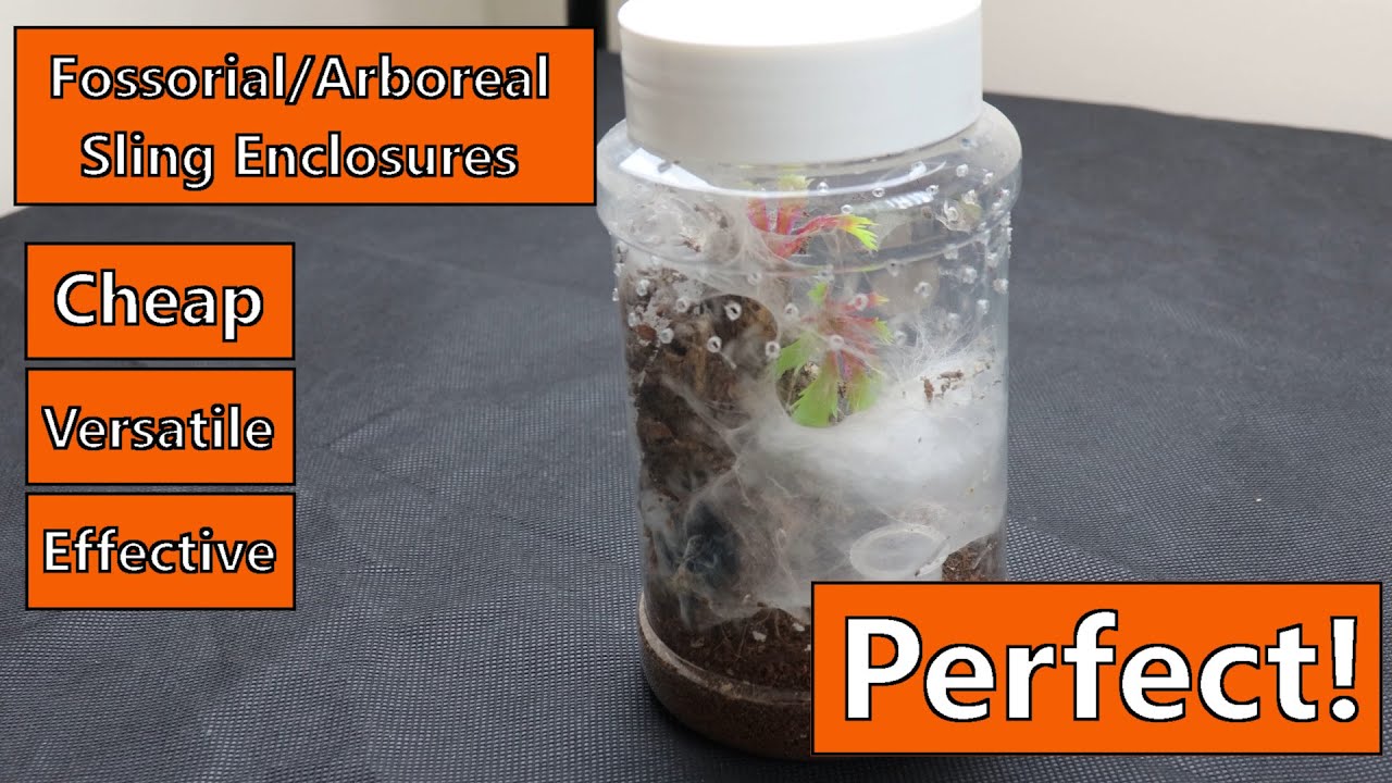 The best Sling/Juvenile Arboreal + Fossorial enclosure - YouTube