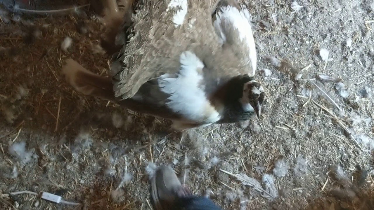 Angry broody peahen - YouTube