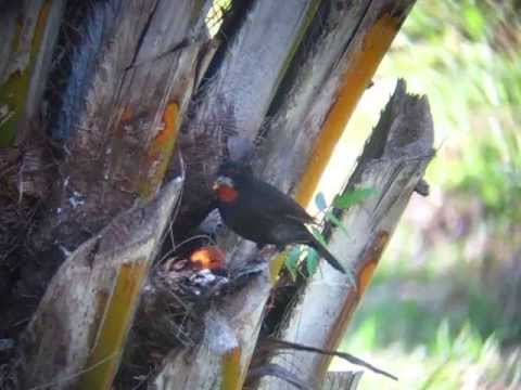 Lesser Antillean Bullfinch at Blue Horizons Garden Resort