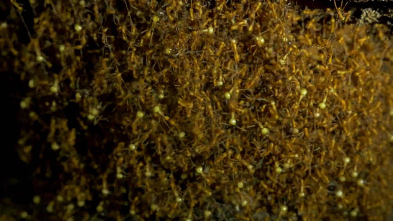 Eciton Army Ant nest collapsing - YouTube