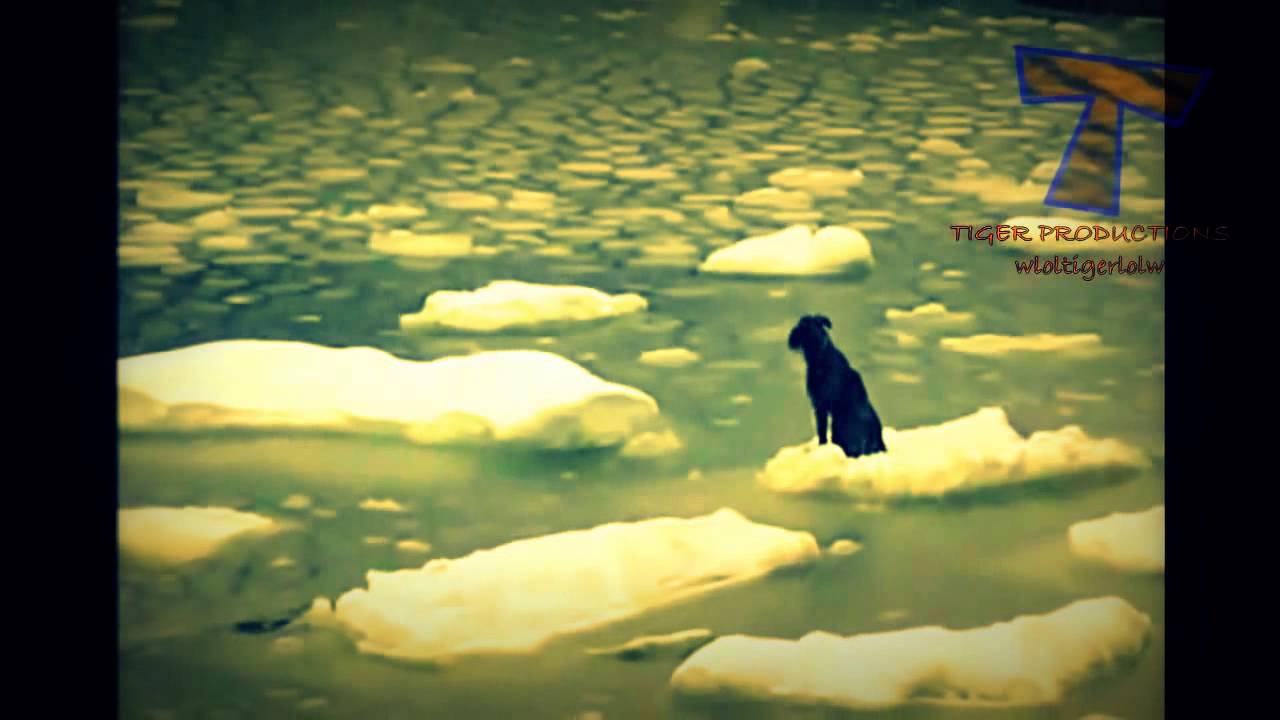 Funny animals having problems on ice Funny animal compilation - YouTube