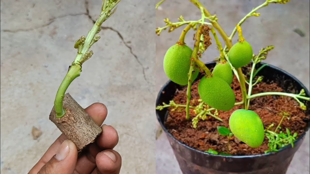 Did not expect this miracle unique way of growing mango from buds mango ...