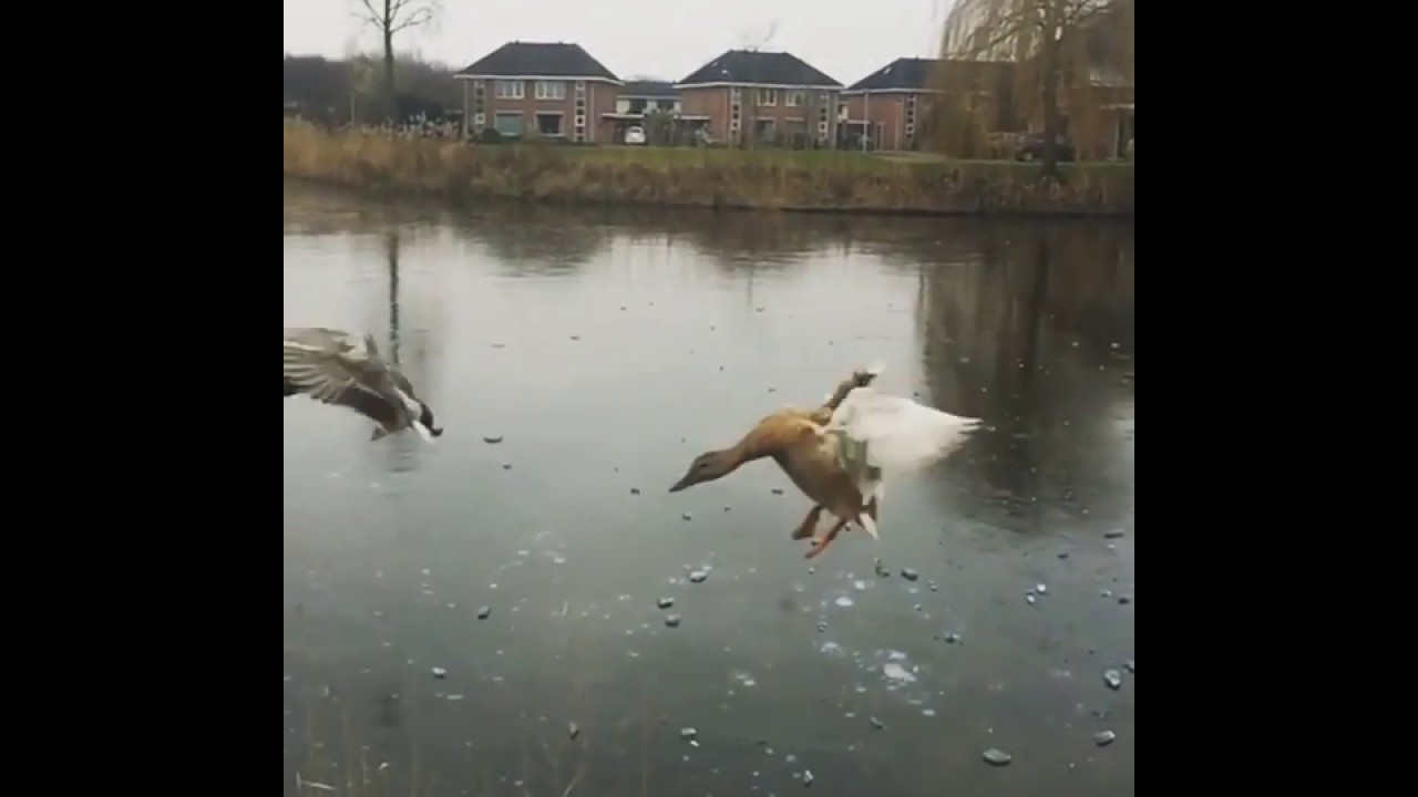 Call Ducks flying - YouTube