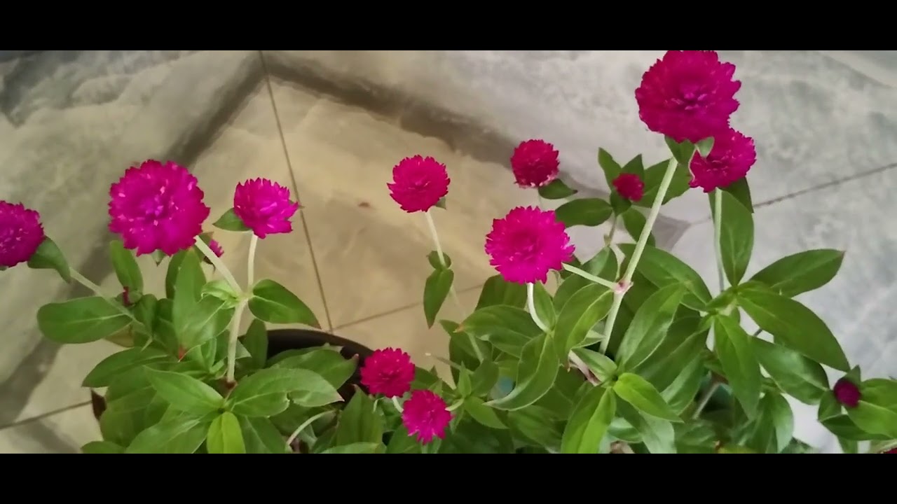 How to grow and care supari phool/ Gomphrena flowering plant 🪴🌸🪴🌸l ...