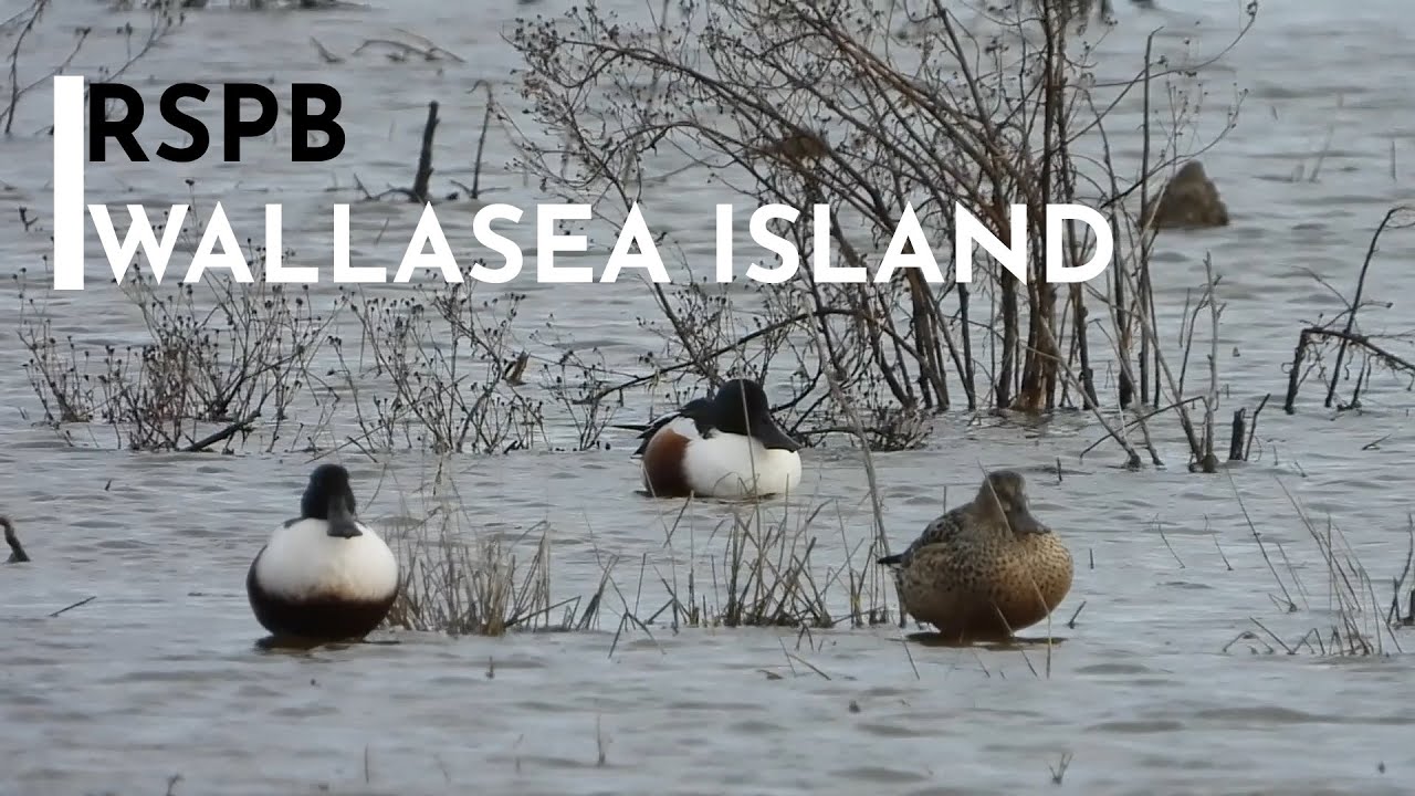 RSPB: Wallasea Island Nature Reserve [10th February 2023] - YouTube