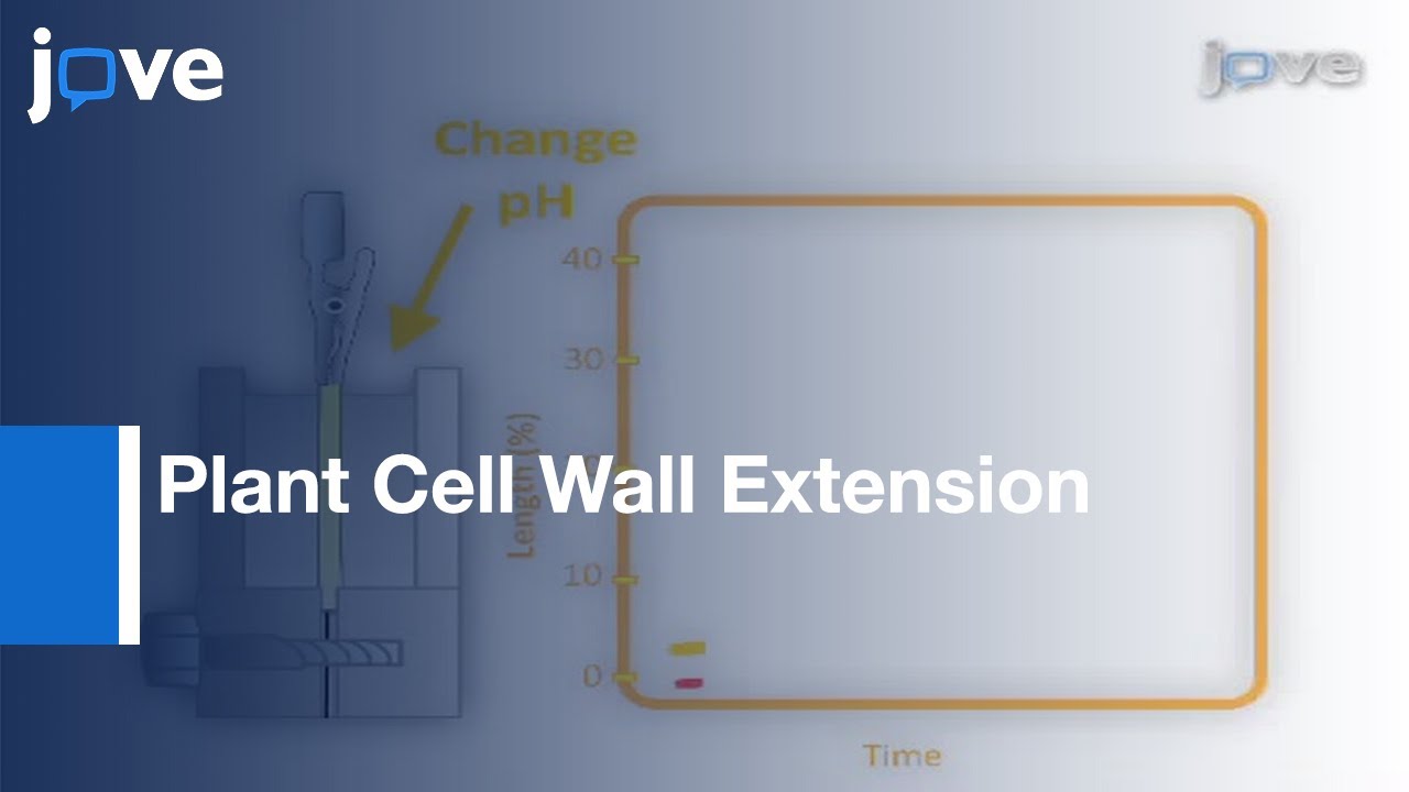 Measuring Plant Cell Wall Extension (Creep) Induced By Acidic pH ...