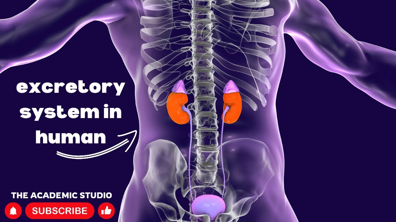 || How Does the Human Excretory System Work? || #human #excretory ...