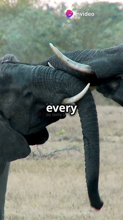 Anaconda vs Elephant The Ultimate Strength Showdown - YouTube