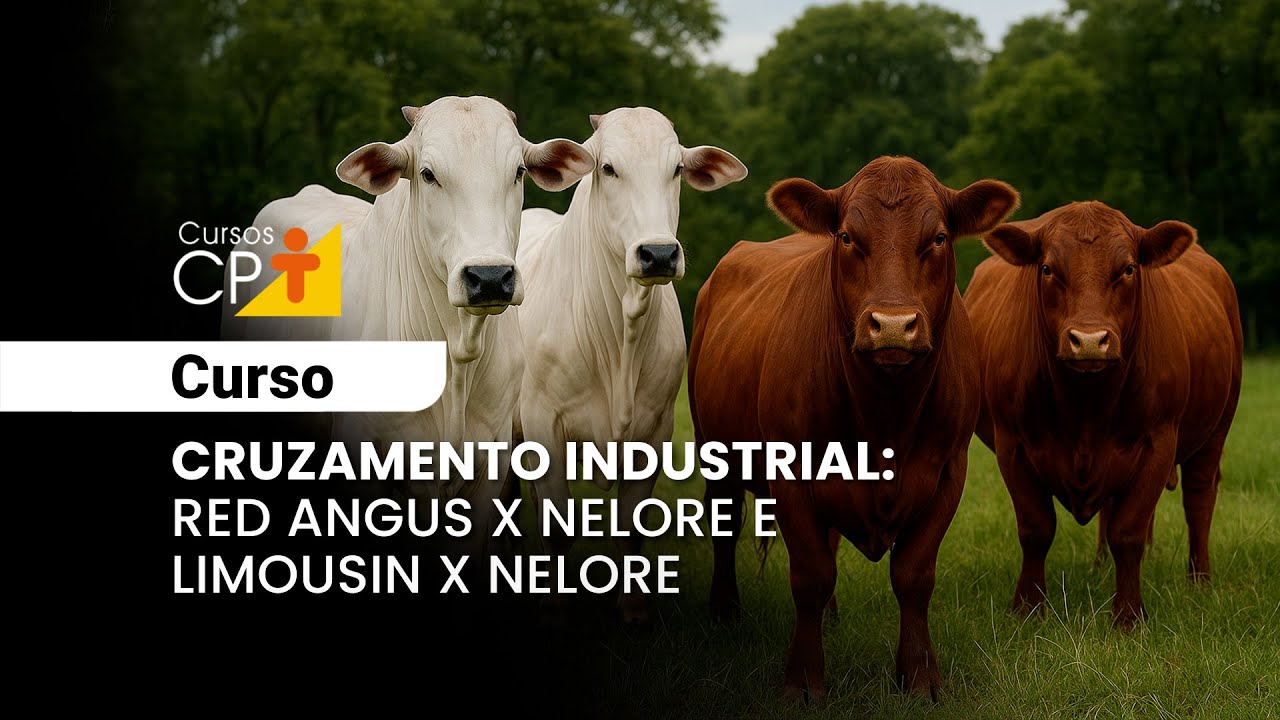 Cruzamento Industrial Red Angus x Nelore e Limousin x Nelore l Cursos ...