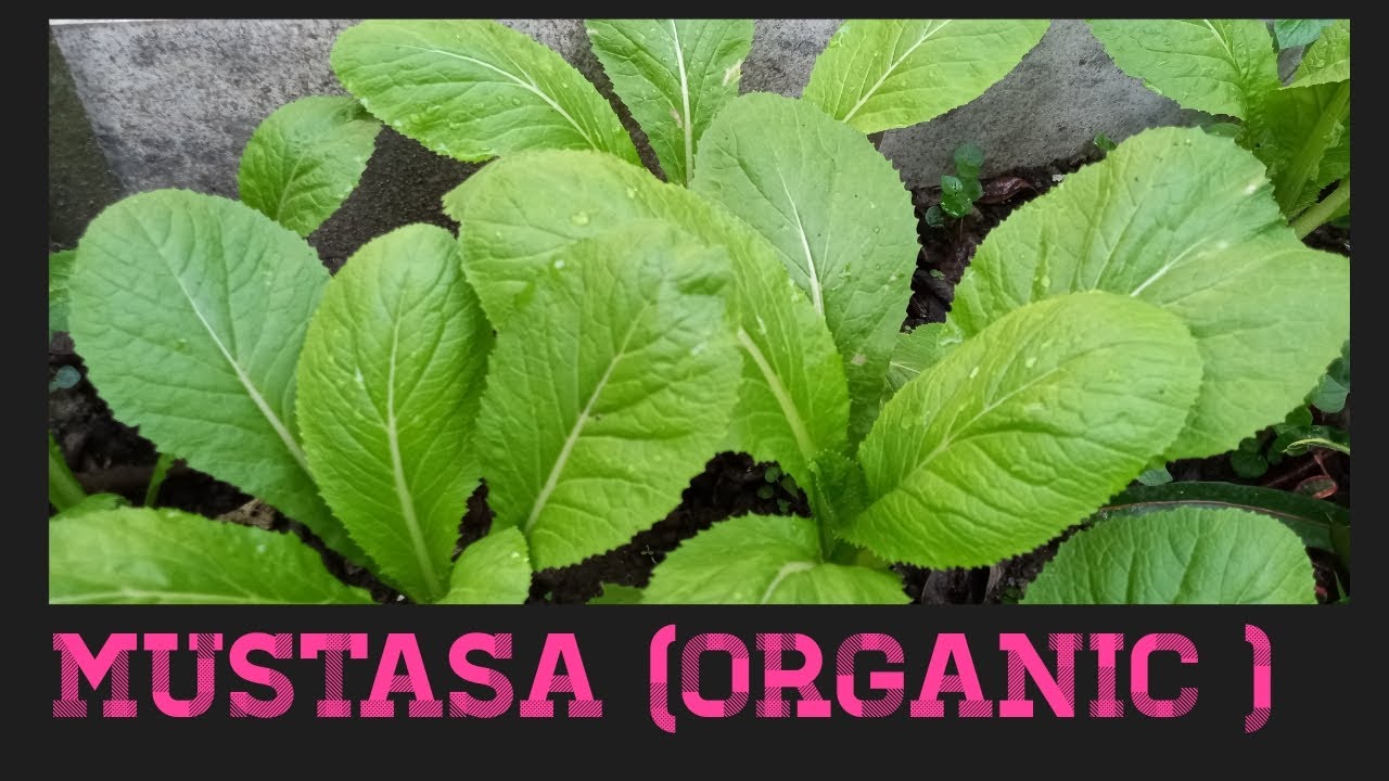 FARM TO TABLE |MUSTASA |ORGANIC |HEALTHY LIFESTYLE |HEALTHY LIVING ...