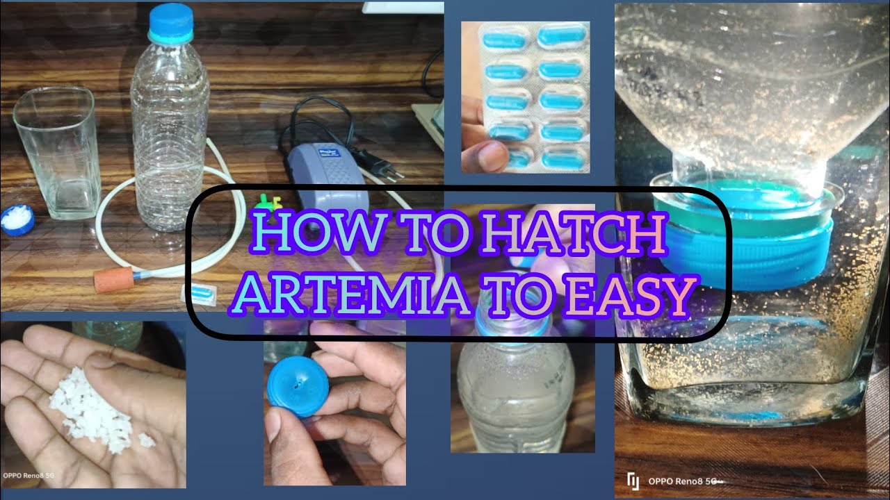 How to hatch Artemia Eggs ||How to Hatch Brine shrimp🦐Eggs in Tamil # ...